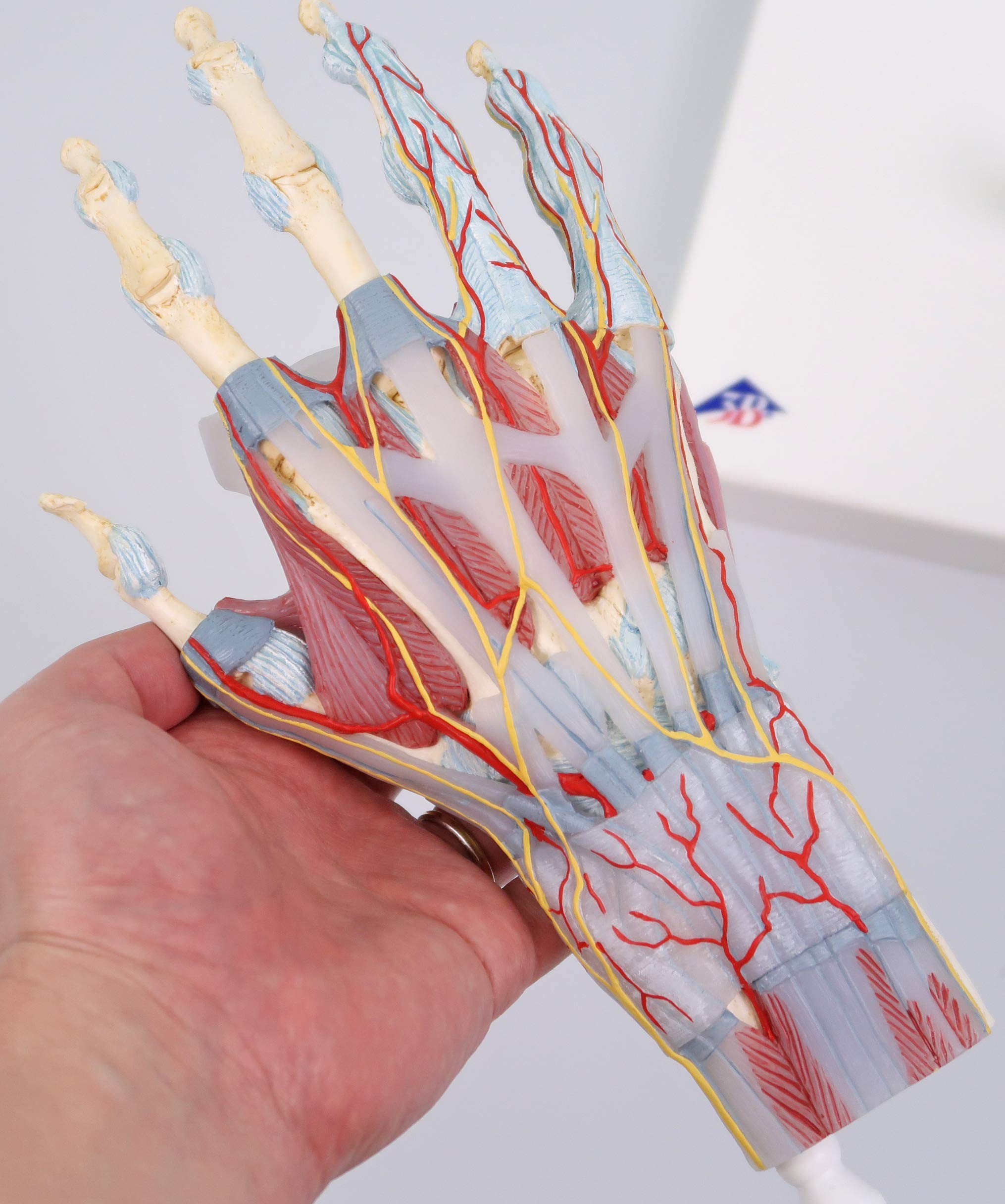 Mua Hand joint model for observing the anatomical structure of the hand ...