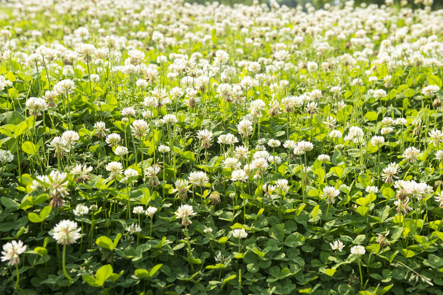 Amazon.com : White Clover Pasture Seed (1 LBS) : Garden & Outdoor