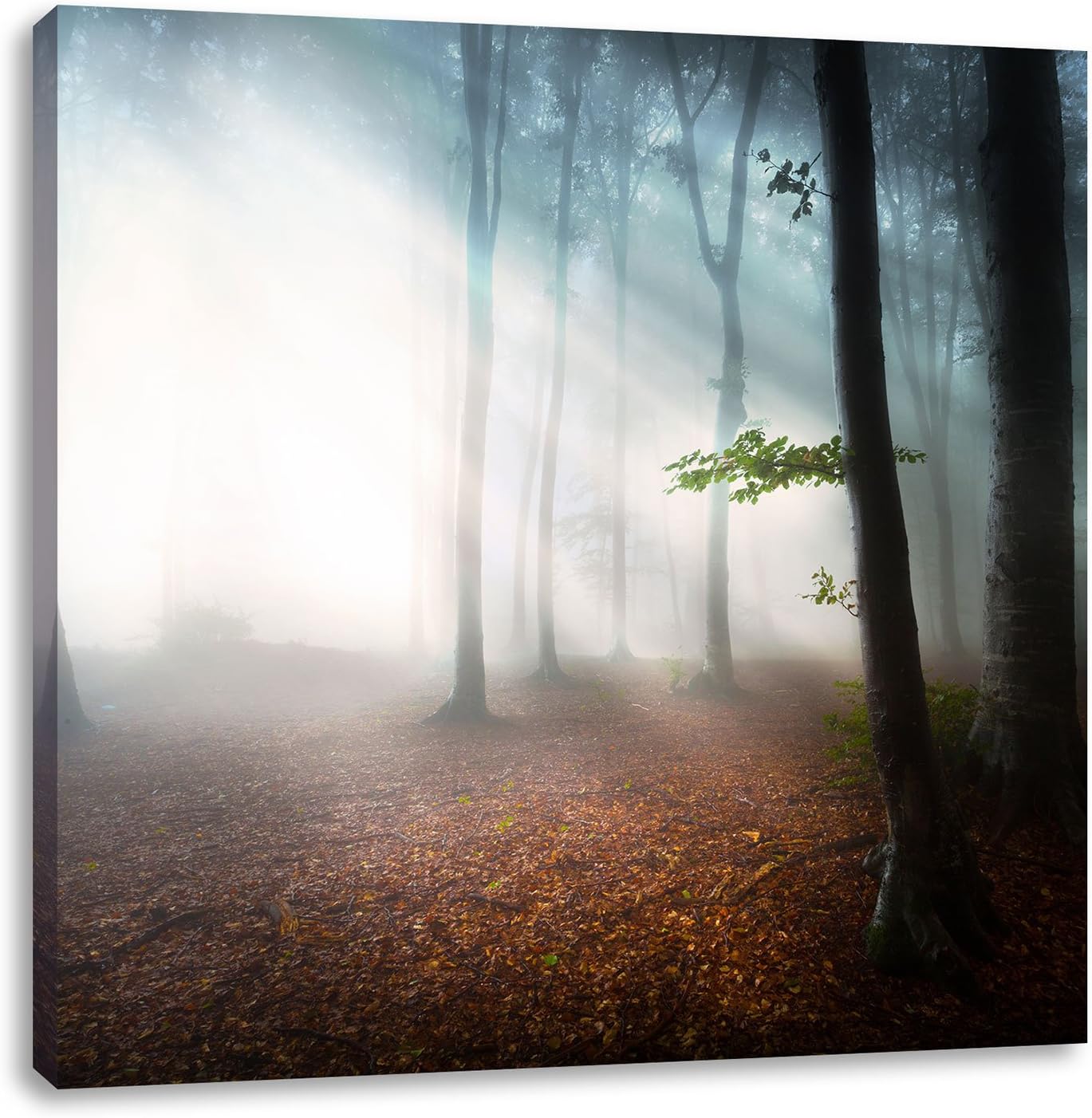 Düsterer Wald im Nebel, Format: 40x40 auf Leinwand, XXL riesige Bilder fertig gerahmt mit ...