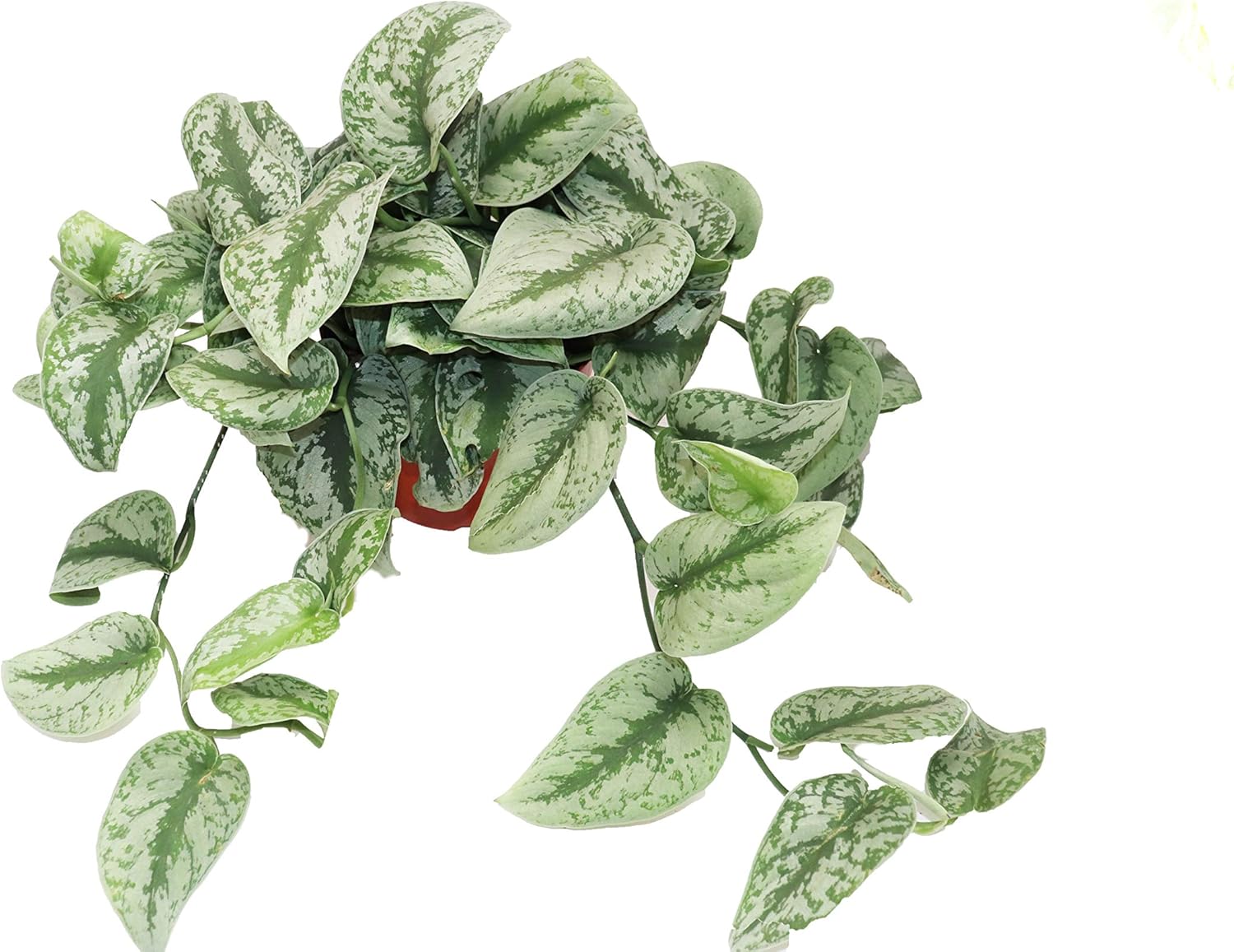 Amazon.com : Scindapsus Pictus Satin Pothos Silver Splash - 6" from ...