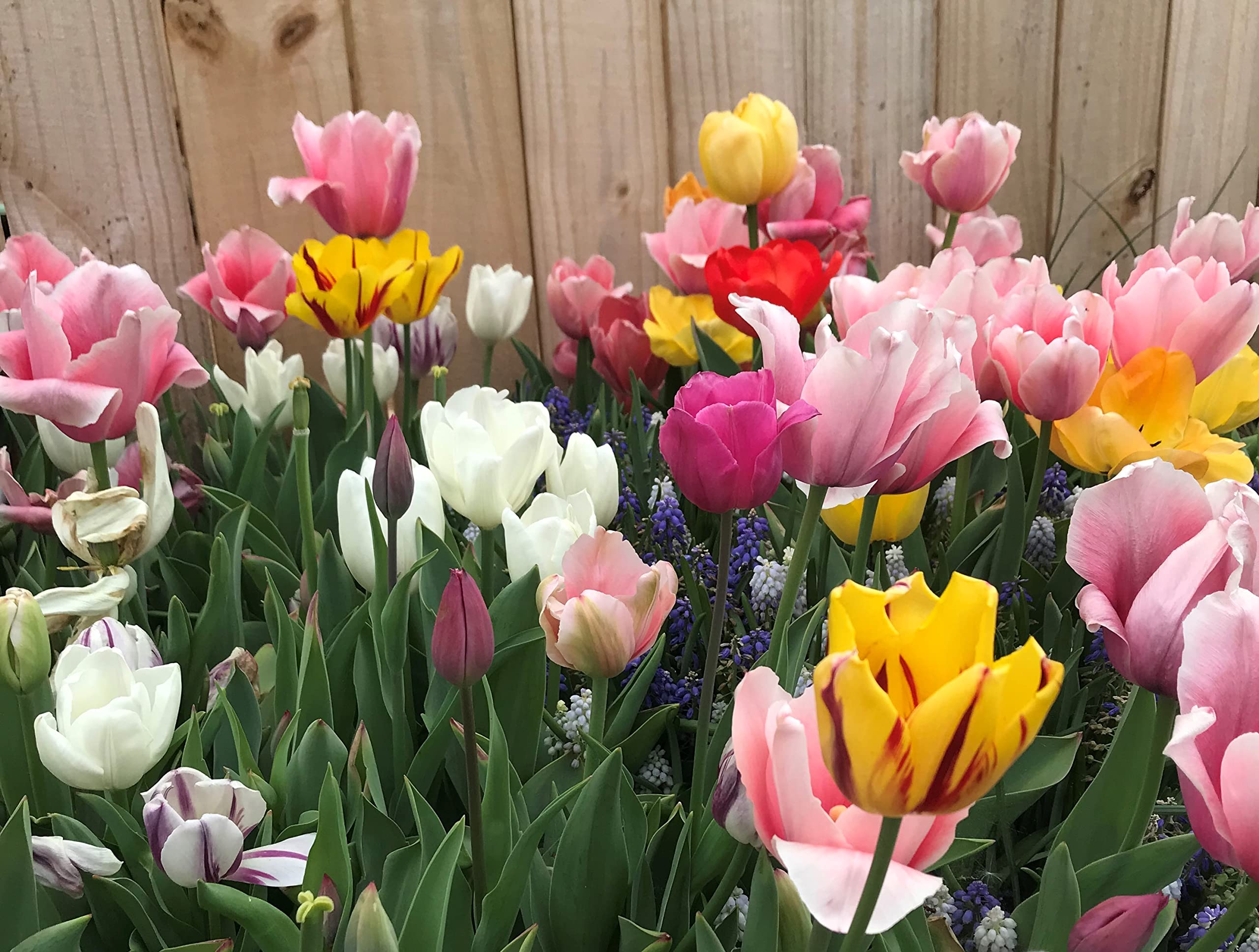 Perennial Tulip Mix, 20 Large no no Flowering Fall Bulbs for Planting ...