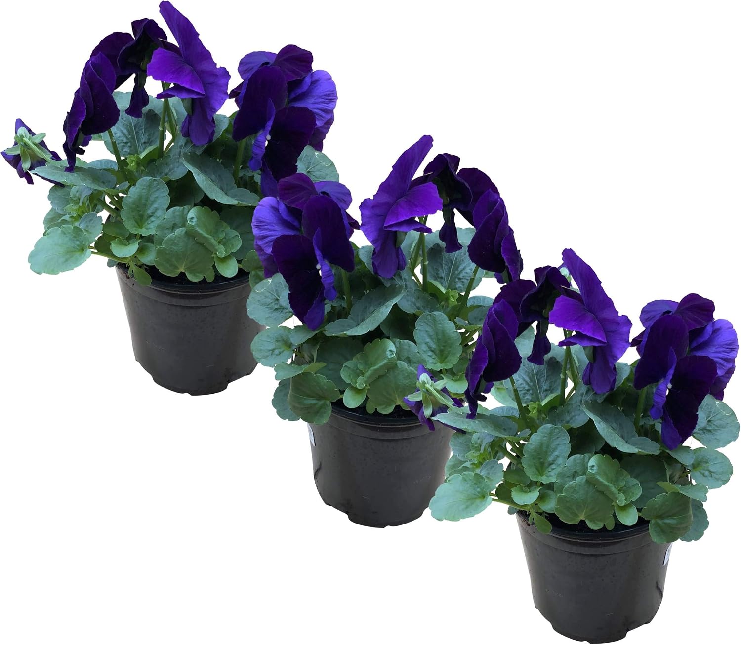 Amazon.com: The Three Company Fall Flowering Pansies (3 Per Pack), 5 ...