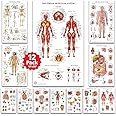 Amazon.com: 12 Human Anatomy Posters, Medical Posters, Circulatory ...
