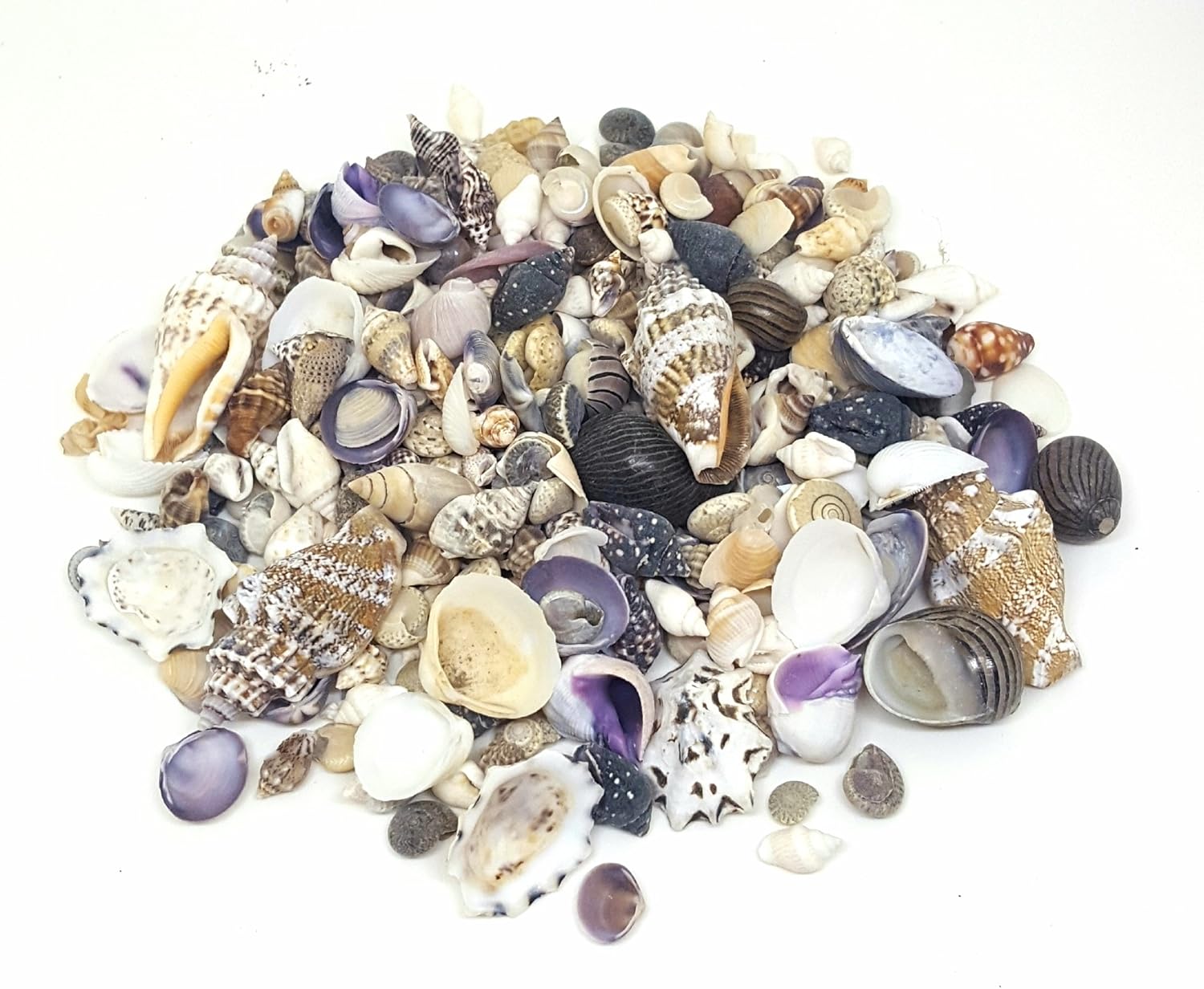 100g Small Sea Shells Mix 1, SeaShells for Craft and Display: Amazon.co ...