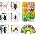 Amazon.com: Insect Specimen Set, Bugs Collection Scientific Education ...
