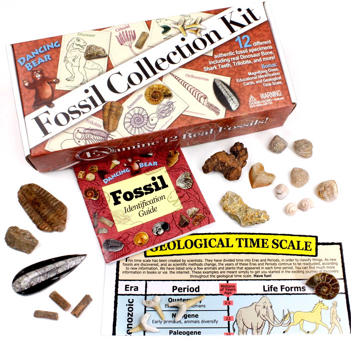 Mua DANCING BEAR Fossil Collection Kit (12 pc Set) Real Shark Teeth ...