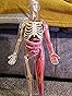 Amazon.com: SmartLab Toys Squishy Human Body with 21 Removable Body ...