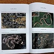 Buy Indian Snakes: A Field Guide Book Online at Low Prices in India ...