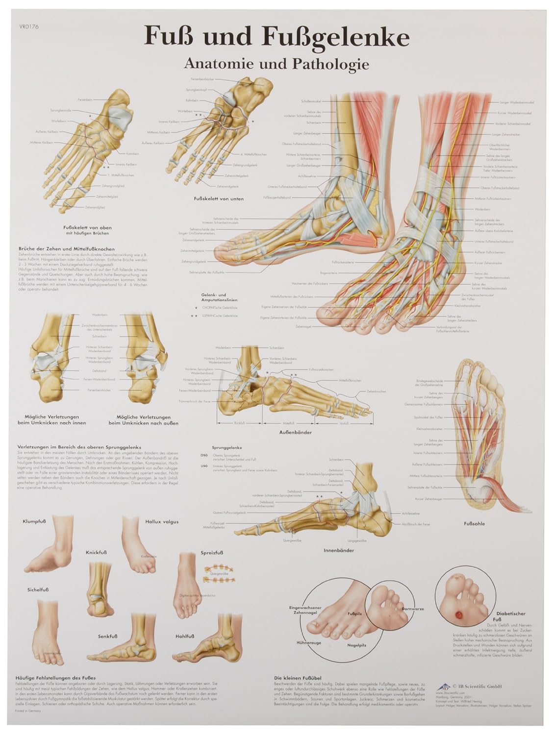 3B Scientific VR0176UU Glossy Paper Fuß Und Fußgelenke Anatomie Und ...