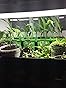 Nema Globe Pot Popper 50x1 million Nematodes (Sf)Fungus Gnat and Thrip ...