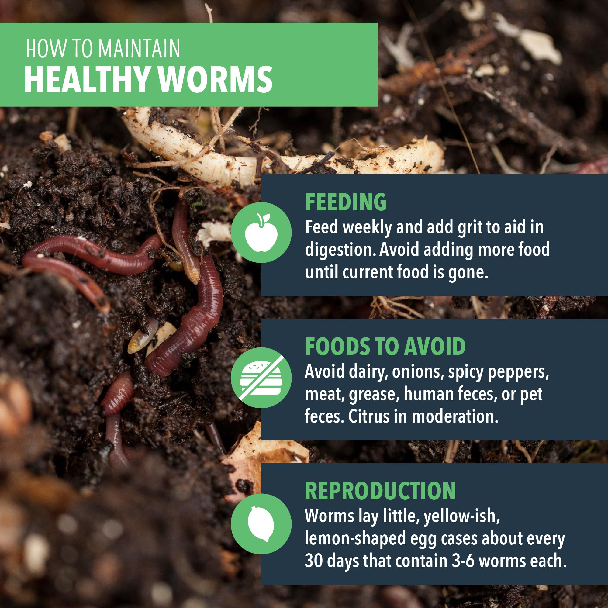 Mua Composting Worms – Live Red Wriggler Compost Worms Mix ...