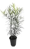 Amazon.com : Podocarpus Macrophyllus Japanese Yew - 40 Live Plants - Evergreen Privacy Hedge ...