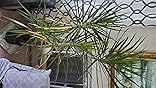 Amazon.com : Madagascar Dragon Tree | Extra Large 3 Gallon Tree | Large ...