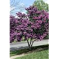 Amazon.com : Crape Myrtle Twilight | 1 Extra Large 3 Gallon Plant ...