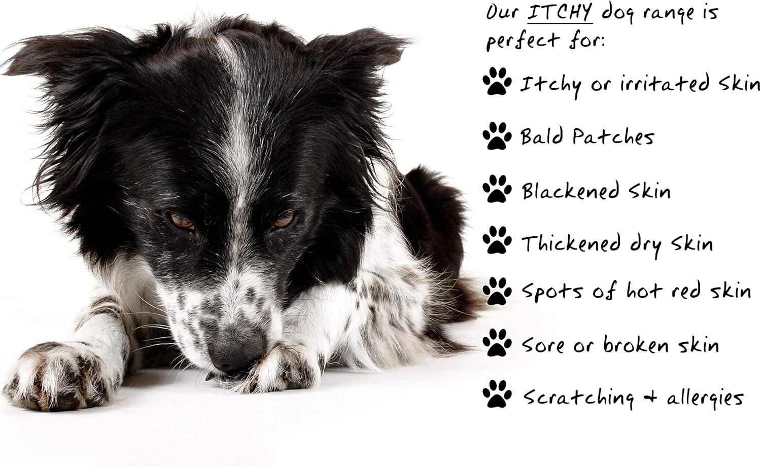 Petnat Dermacton Spray for ITCHY Dogs – Professionally recommended for ...