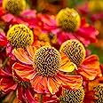 Amazon.com : Outsidepride Autumnale Helenium Seeds - 2000 Pcs Easy to ...