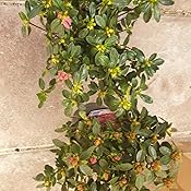 1 X Azalea 'Geisha Pink' Japanese Evergreen Shrub Hardy Plant in Pot ...