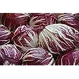 Amazon.com : Endive Seeds “Red Treviso” - Multiple Harvest Green to Red ...