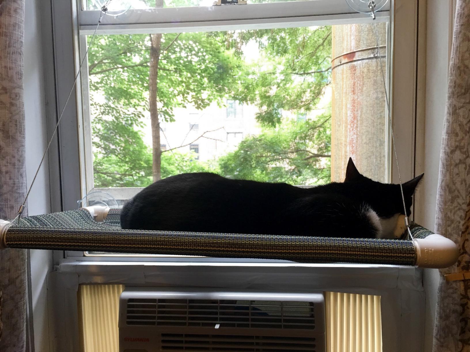 Pictures – Kitty Cot Original™