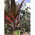Amazon.com : Hawaiian Green/Red Hybrid Ti Leaf 6" Cutting 3 Starter ...