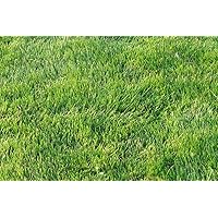 Amazon.com : Emerald Zoysia Grass Seeds - Emerald Grass Seeds ...
