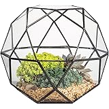 PENTAGON TERRARIUM with LIVE SUCCULENT PLANTS and LED FAIRY LIGHTS ...
