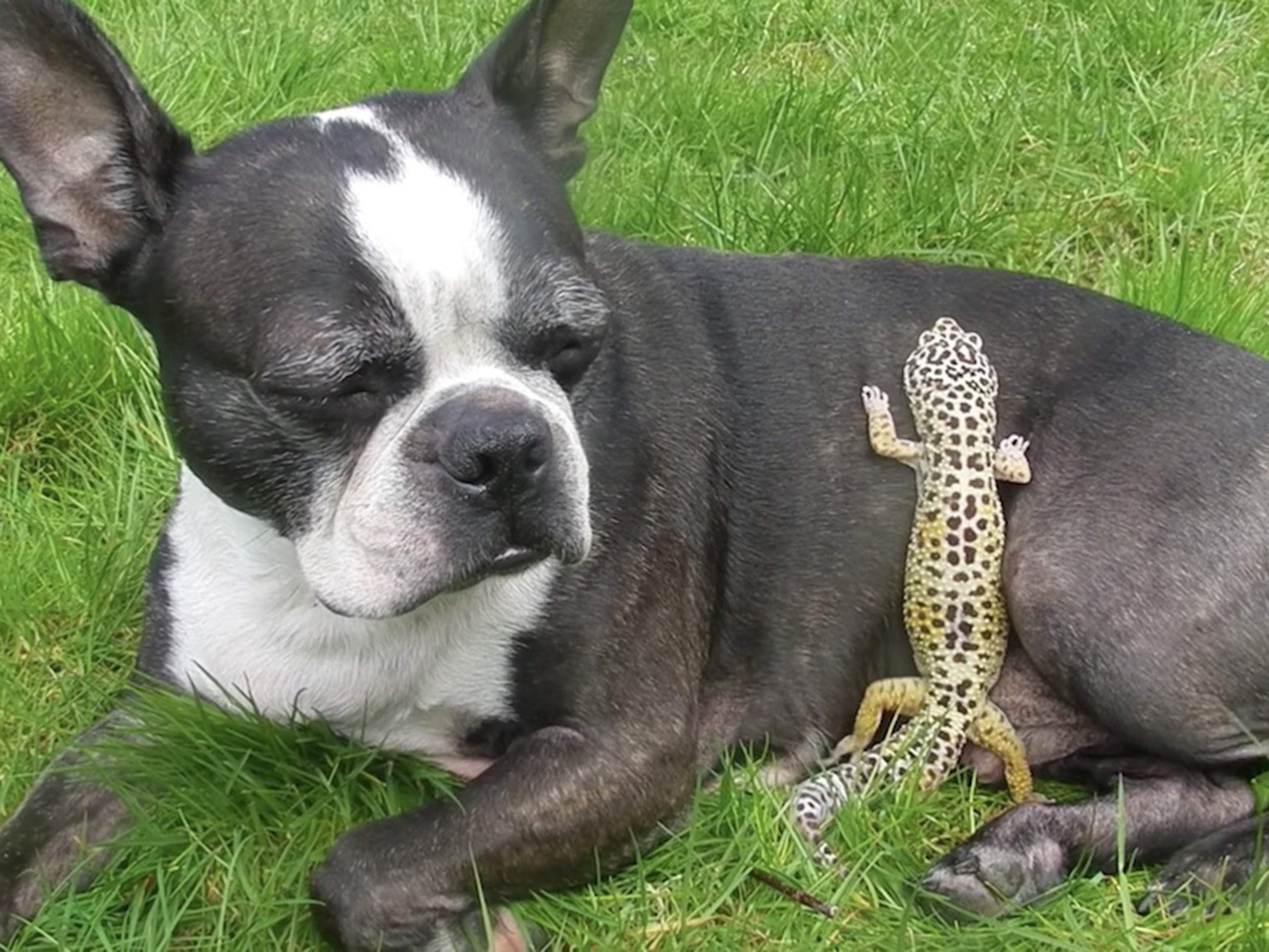 Watch Pet Collective - Season 1 | Prime Video