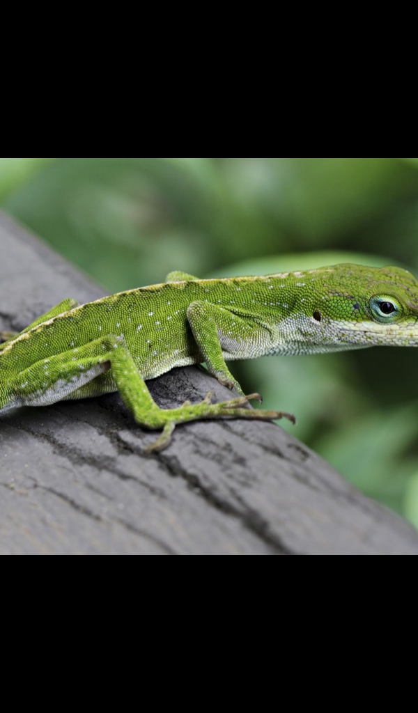 Lizard Wallpaper -- HD Wallpapers of Lizards!:Amazon.de:Appstore for Android