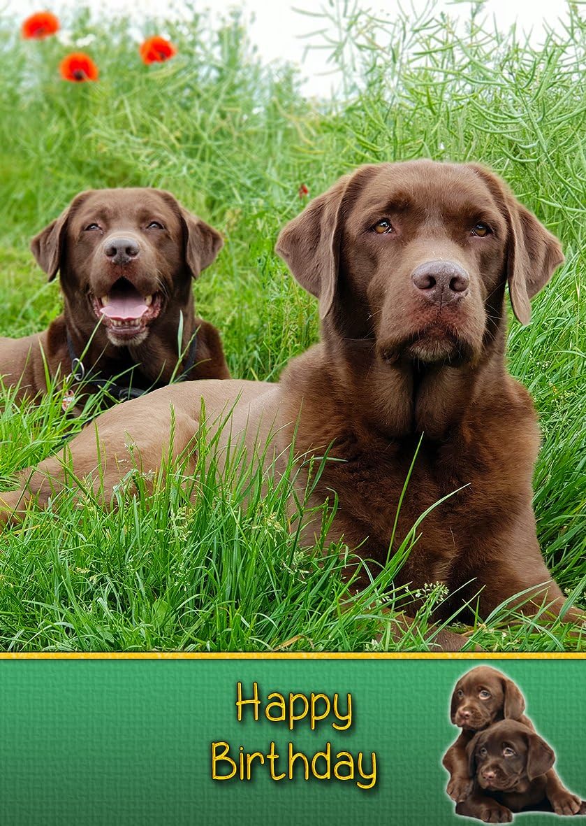 Chocolate Labrador Birthday Card 8"x5.5": Amazon.co.uk: Office Products