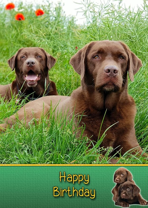Chocolate Labrador Birthday Card 8"x5.5": Amazon.co.uk: Office Products