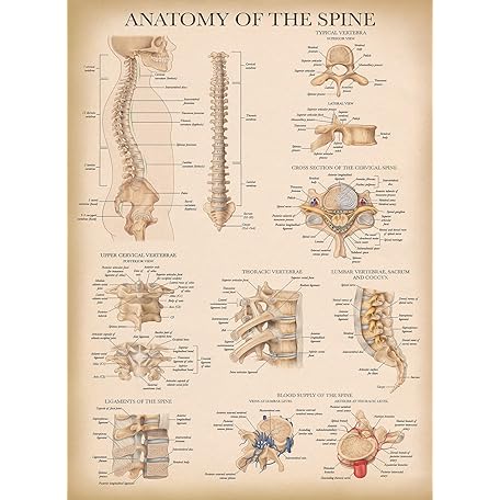 Mua Palace Learning 4 Pack - Vintage Anatomy Poster Set - Laminated ...