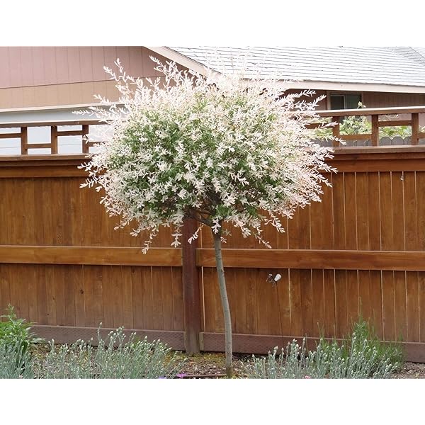 Variegated Dappled Willow Tree Salix Integra 'Hakuro, 57% OFF