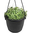 Amazon.com: String of Turtles Live Plant Hanging Basket, Peperomia prostrata, Live Succulents ...