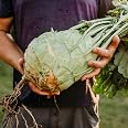 Amazon.com : Superschmelz Giant White Kohlrabi - 150 Seeds - Heirloom ...