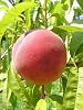 Dwarf Red Haven Peach Tree - Grow a Dessert Peach and its Remarkable ...