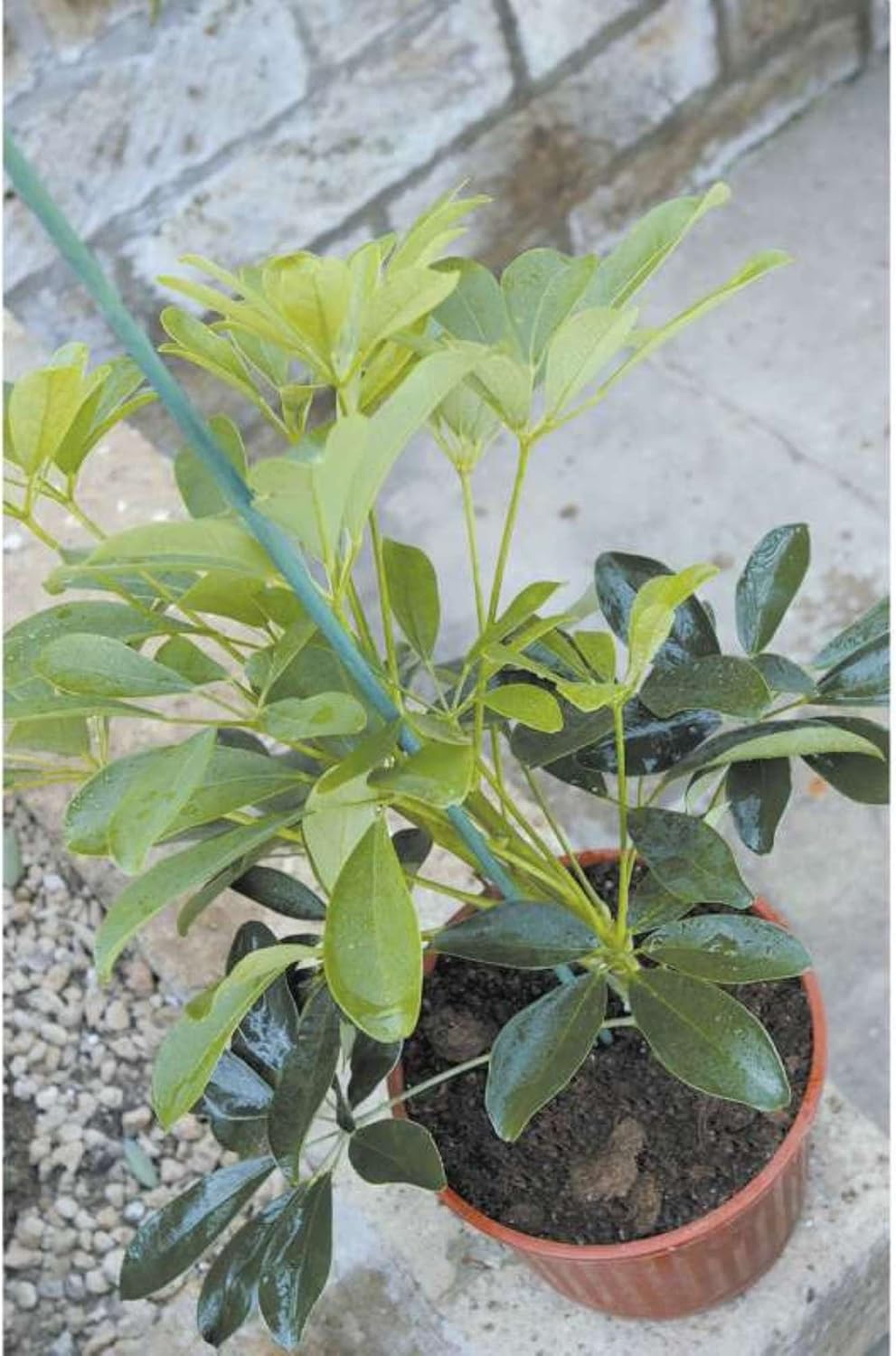 Tenax 06863 Pack of 20 Green Plastic Canes (45 cm) – BigaMart