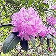 Amazon.com : Rosebay Rhododendron Seeds Rhododendron Maximum Ornamental ...