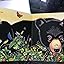 Amazon.com: Baby Bear Sees Blue (9781442413061): Ashley Wolff: Books