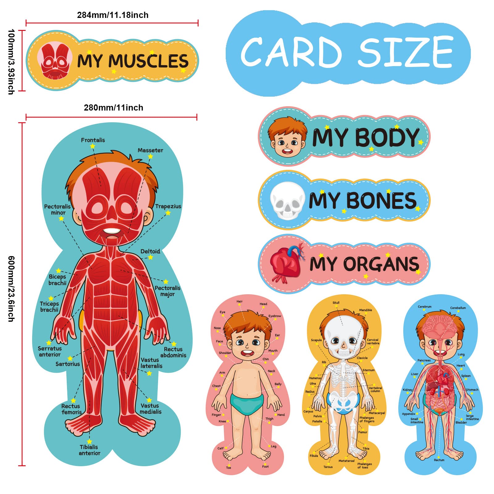 Mua Human Body Bulletin Board Set Human Body Educational Learning ...