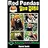 Red Panda: Learn About Red Pandas-Amazing Pictures & Fun Facts (Amazing ...