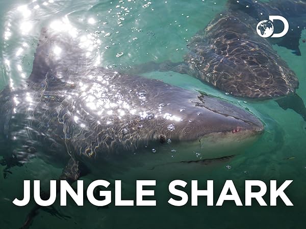 Watch Jungle Shark - Season 1 | Prime Video