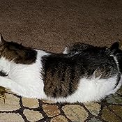 Amazon.com : GoCat Da Fur Thing Cat Toy, Rabbit Fur and Feather Toy ...