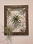 Amazon.com: Darice Chicken Wire Frame (1pc) – Unfinished Wood Frame ...