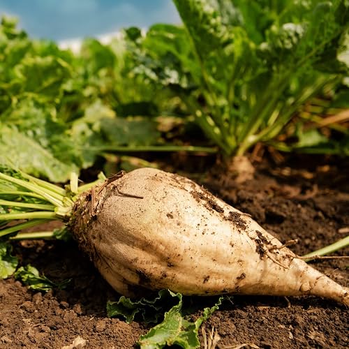 TomorrowSeeds - Sugar Beet Seeds - 600+ Count - for 2025 Planting White ...