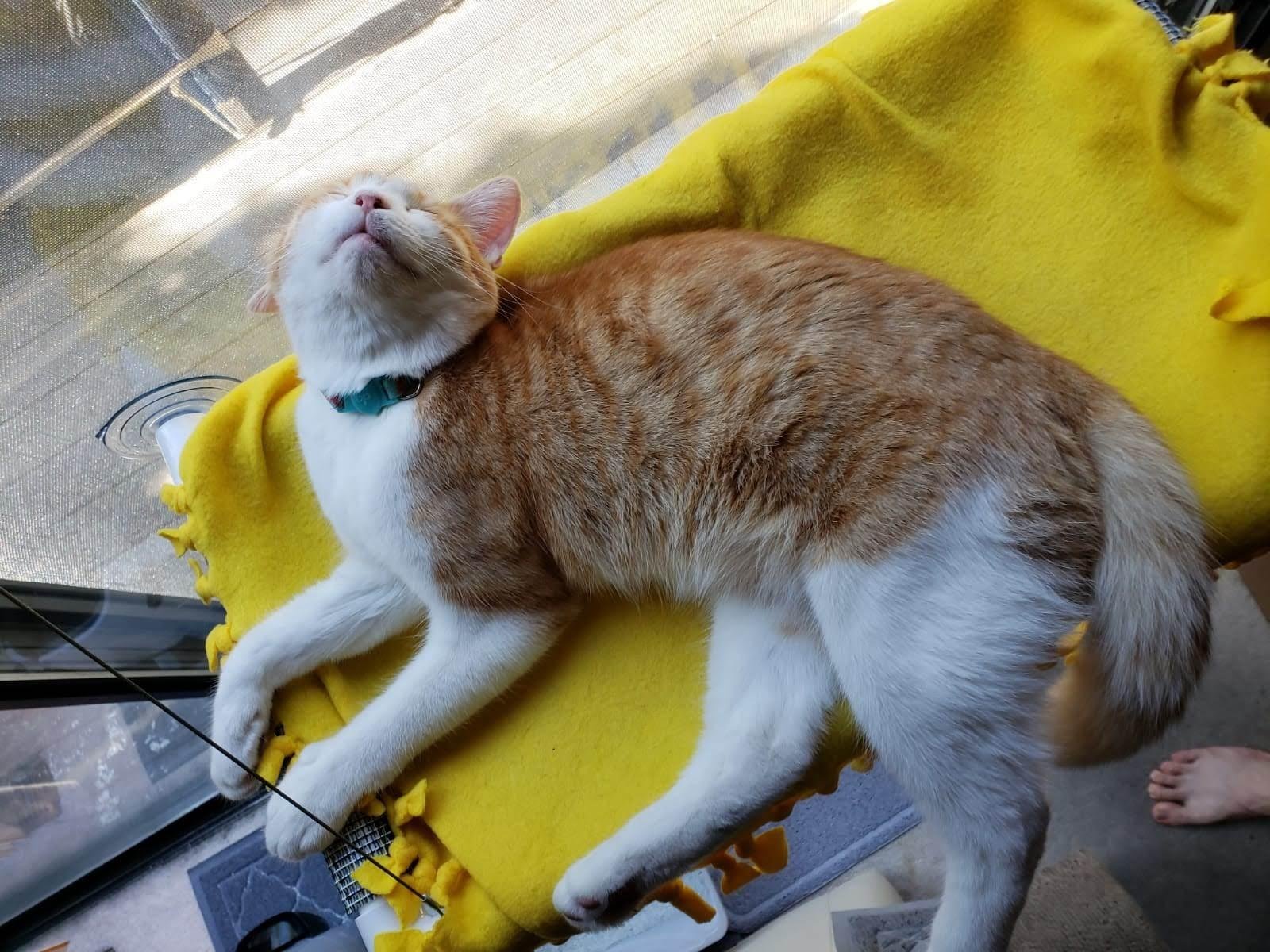 Pictures – Kitty Cot Original™