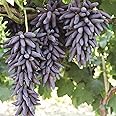 Amazon.com : 30pcs Finger Grape Seeds Advanced Fruit Natural Growth Sweet Gardening Plants ...
