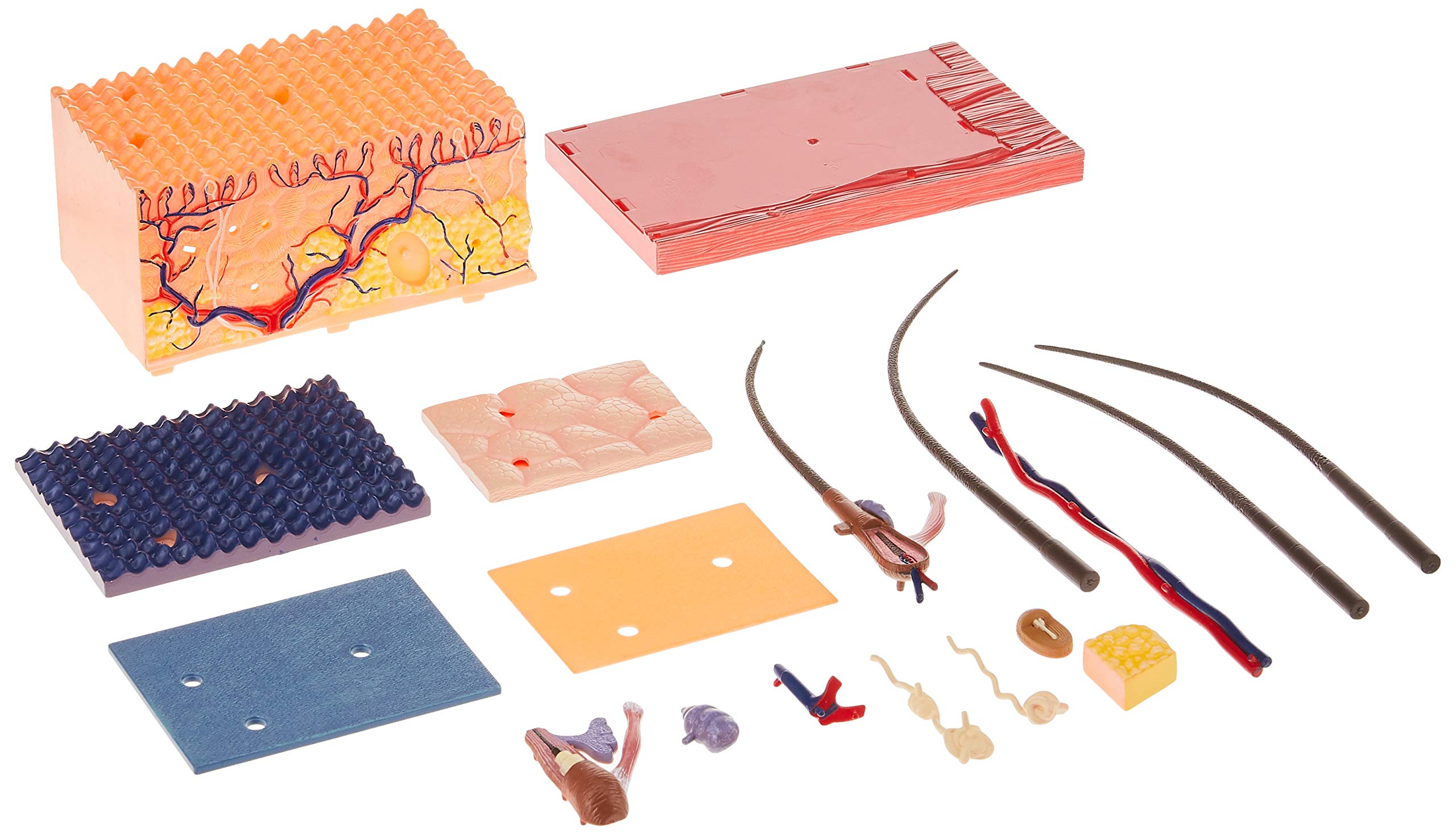 Mua 4D Human Anatomy Skin Model trên Amazon Anh chính hãng 2024 | Fado