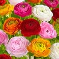 Amazon.com : Garden State Bulb Ranunculus Mixed Flower Bulbs, 7/8cm ...