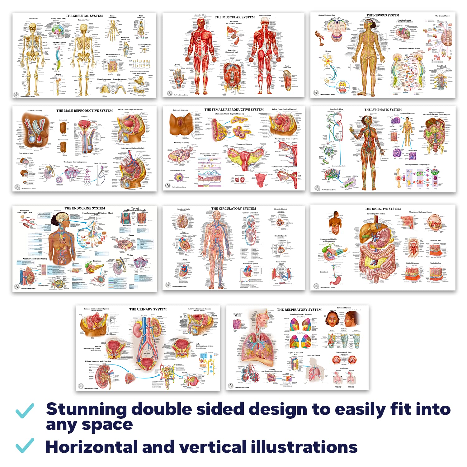 Mua 11 Human Anatomy Posters - Medical Posters, Skeletal, Male Female ...