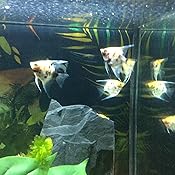 Aqua One Horizon Aquarium Fish Tank & Cabinet 122cm 182L: Amazon.co.uk ...